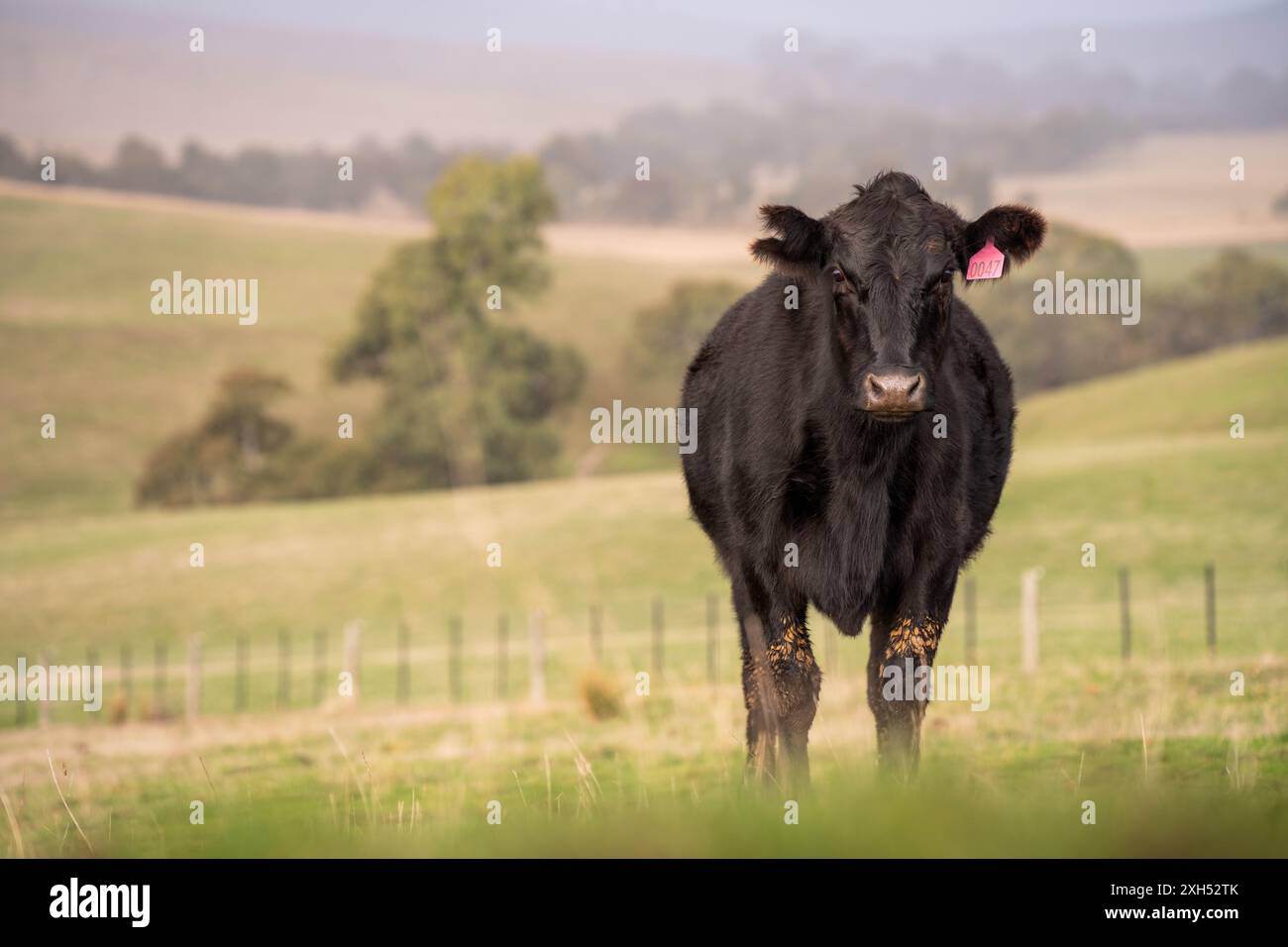 New zealand angus beef cow hi-res stock photography and images - Alamy