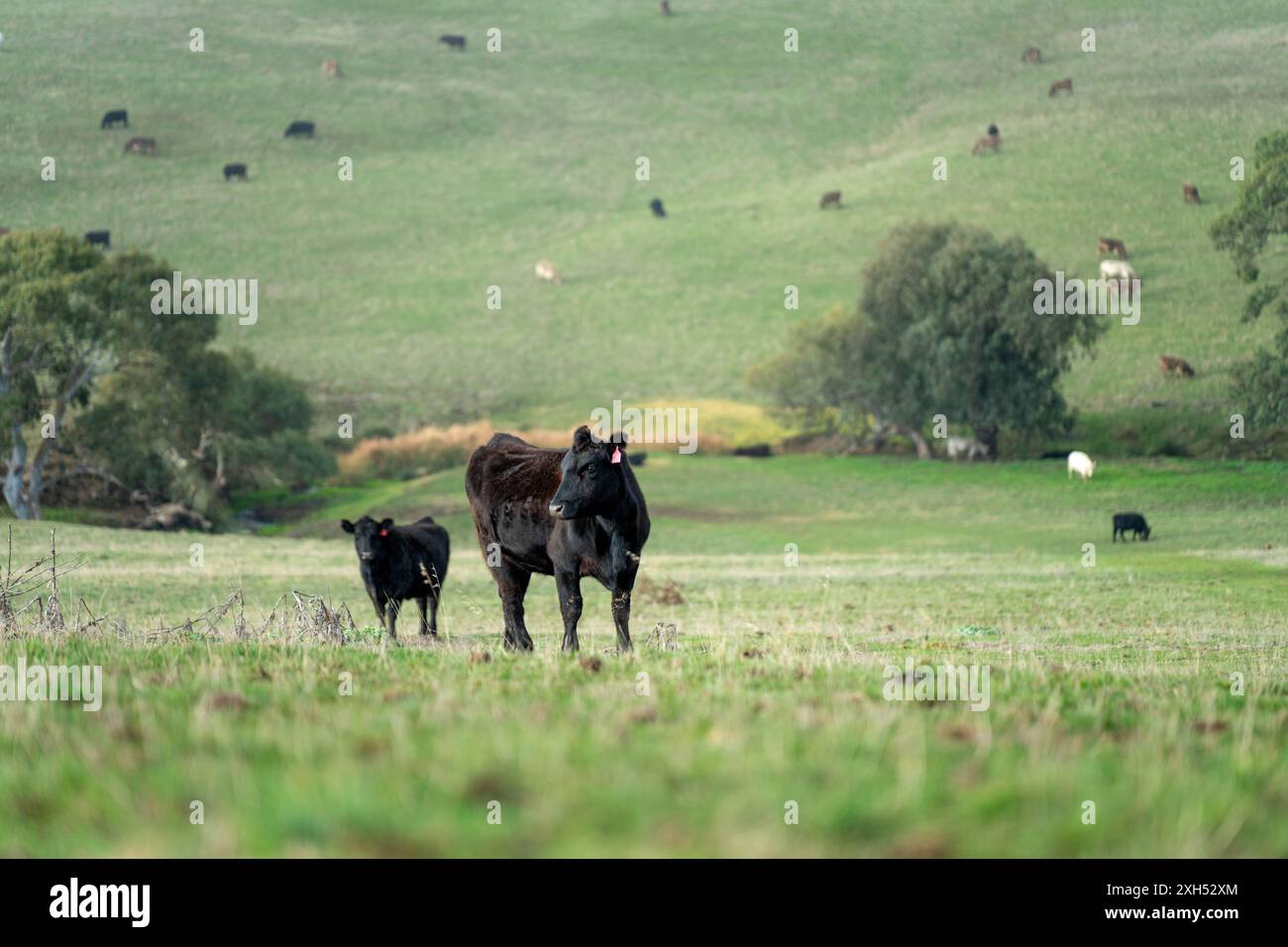 The Future of Livestock in Australian Agriculture: Sustainable Grazing ...