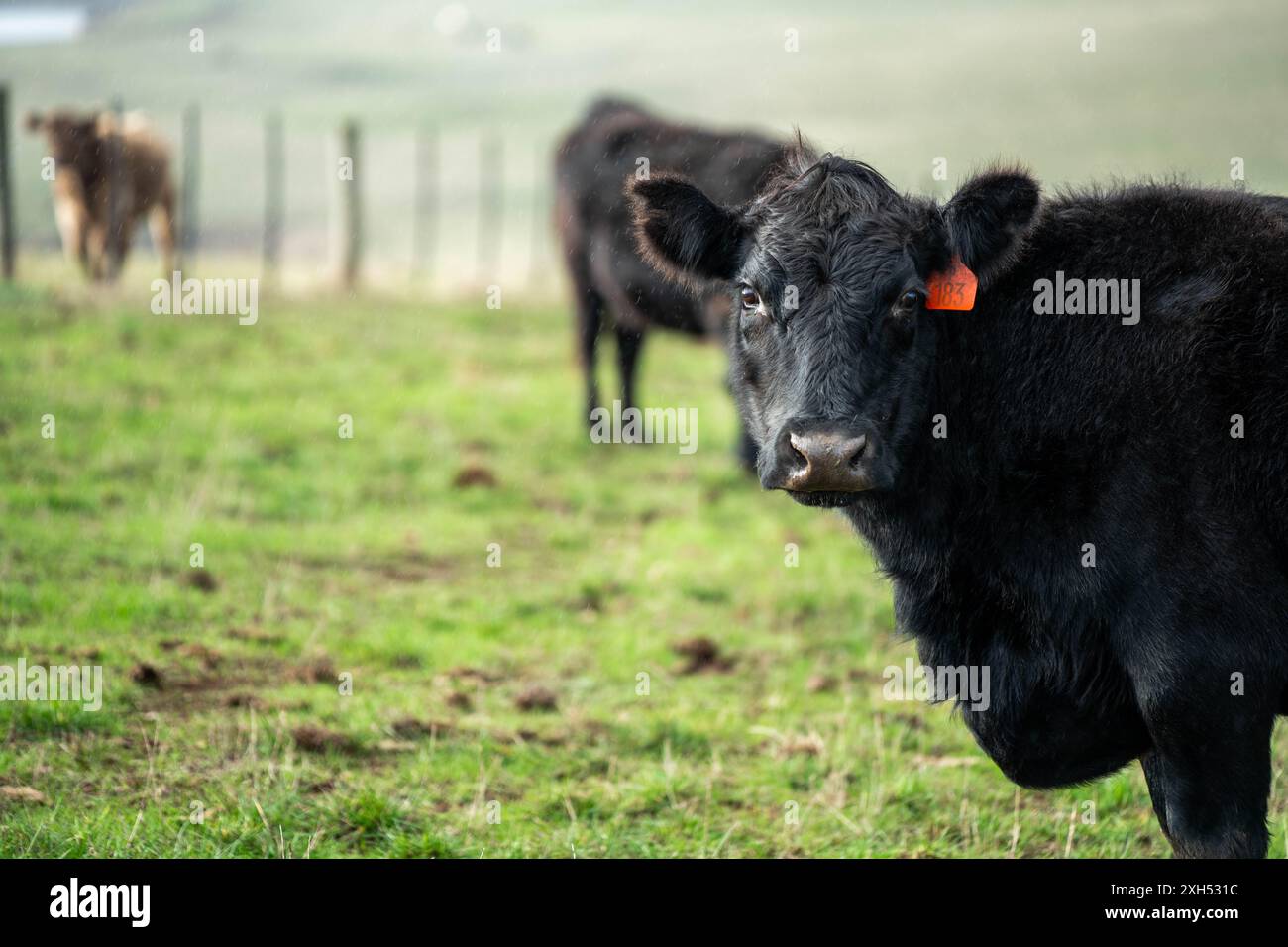 New zealand angus beef cow hi-res stock photography and images - Alamy