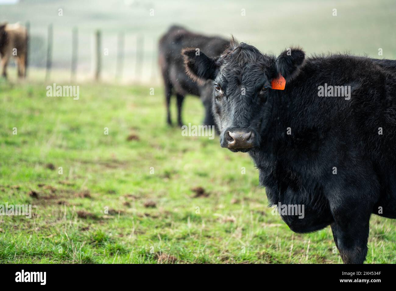 Beef cows and calves grazing on grass in a free range field, in ...