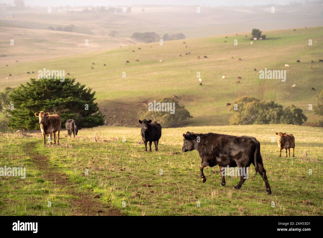 New zealand angus beef cow hi-res stock photography and images - Alamy