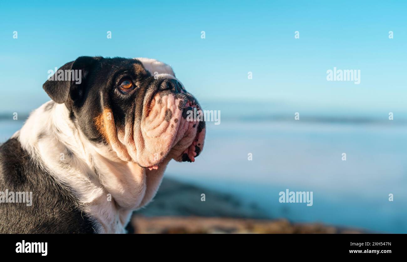 Portrait of Black tri-color English British Bulldog Dog out for a walk ...