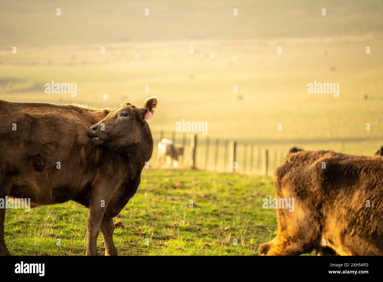 Beef cows and calves grazing on grass on a beef cattle farm in ...