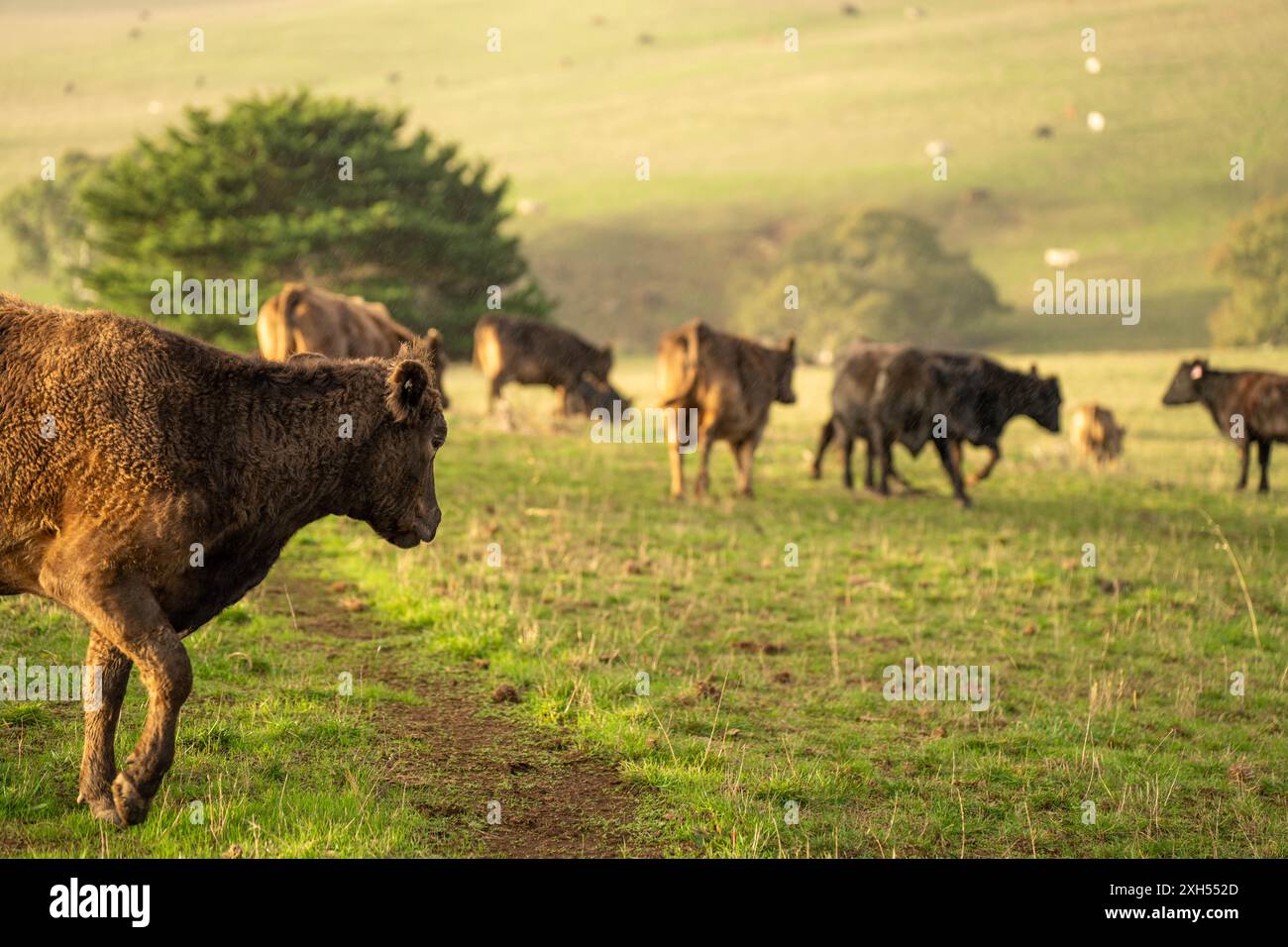 Sustainable Livestock Farming in Australia: Regenerative Practices for ...
