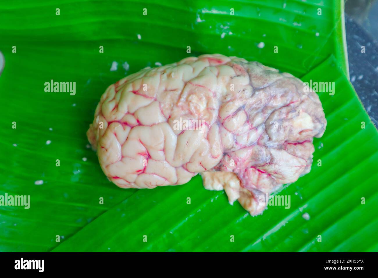 Brain cow is on a green leaf. The Brain cow is cut in half and has a ...
