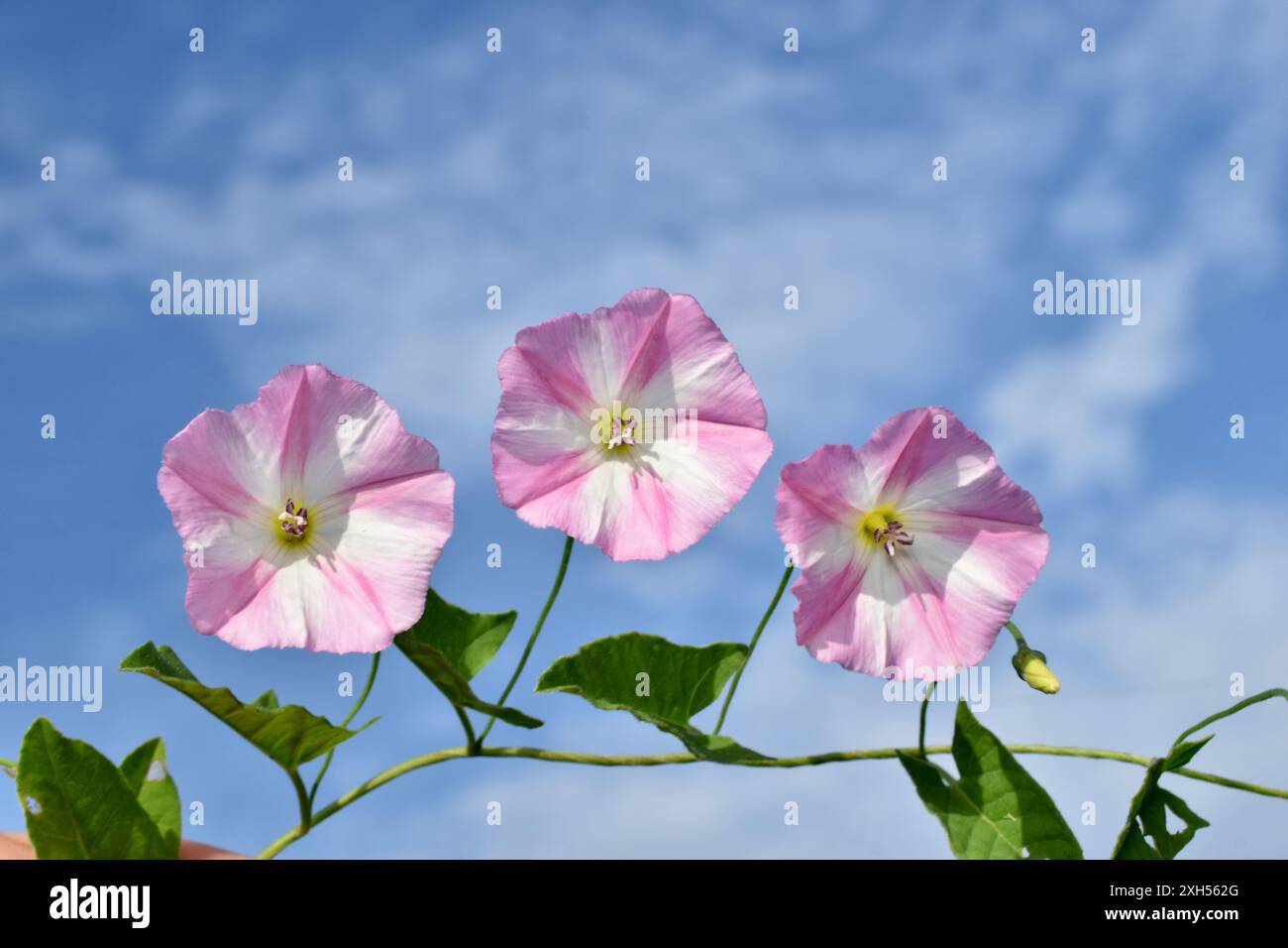 Loach flowers hi-res stock photography and images - Alamy