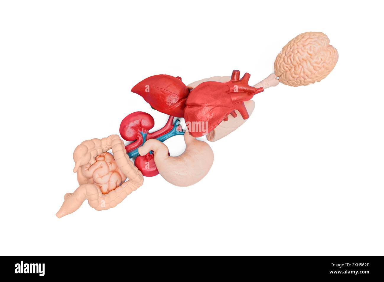 Realistic models showcasing vital human organs like brain, lungs, heart ...