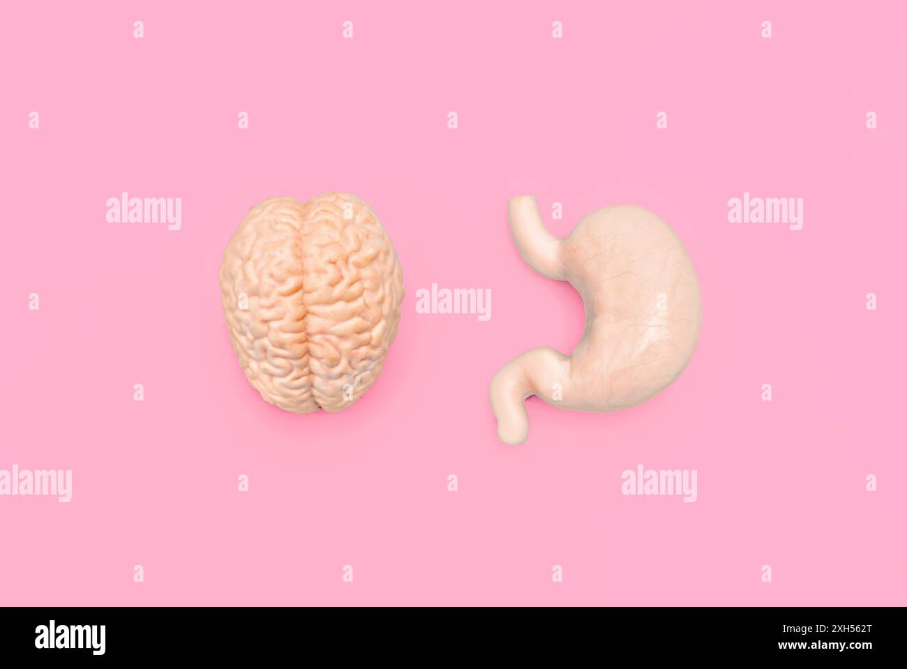 Anatomical models of human brain and stomach placed on a bright pink ...