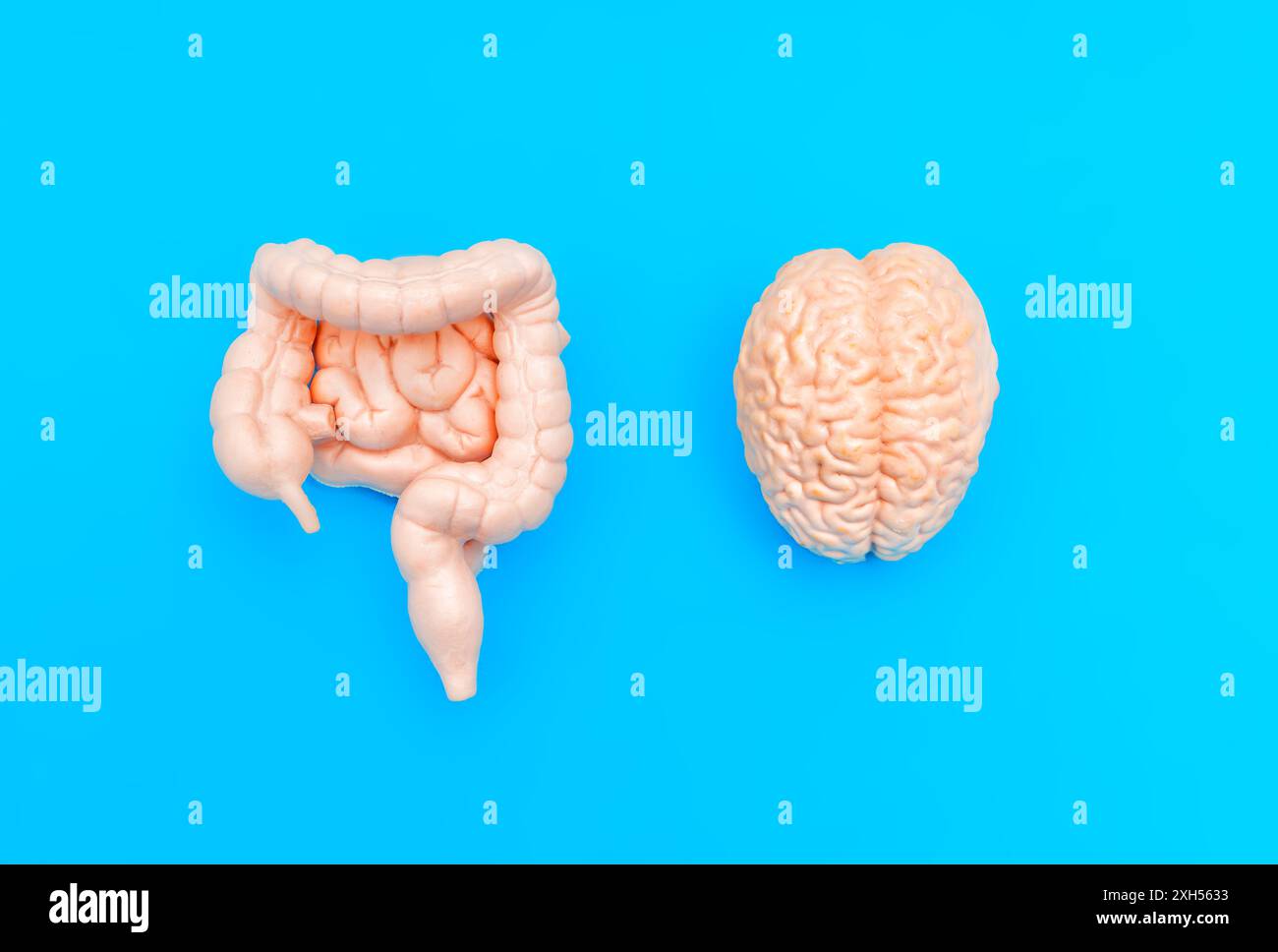 Anatomical brain and intestines models placed side by side on a blue ...