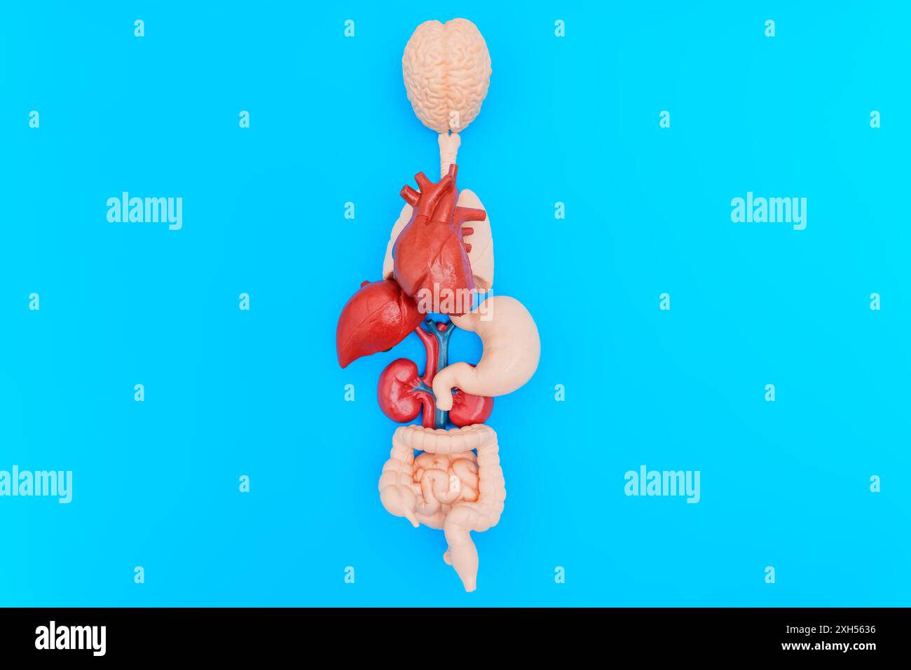 Anatomical models of human internal organs arranged in a precise and ...