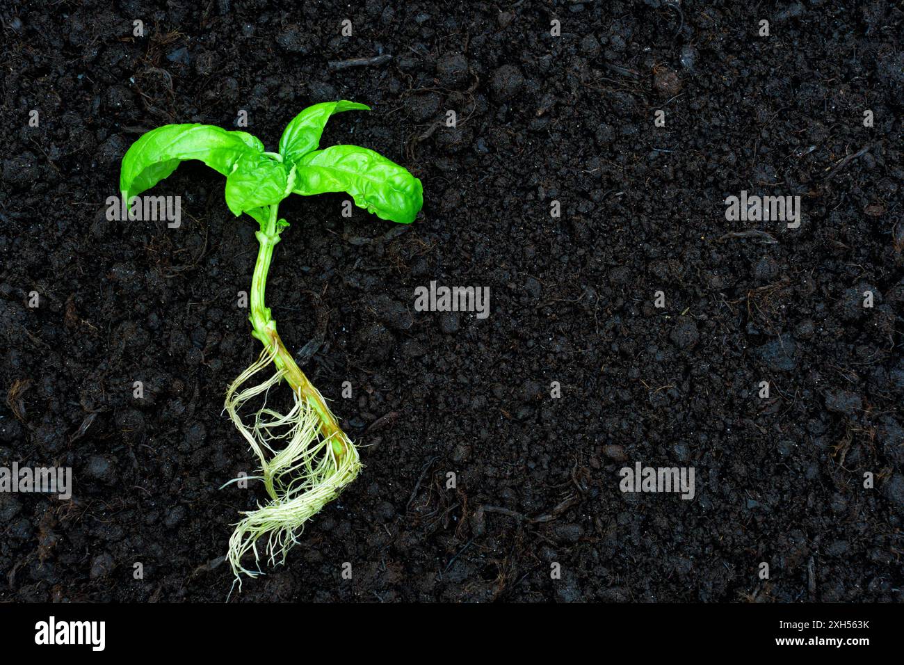Single green basil seedling featuring roots and leaves planted in dark ...