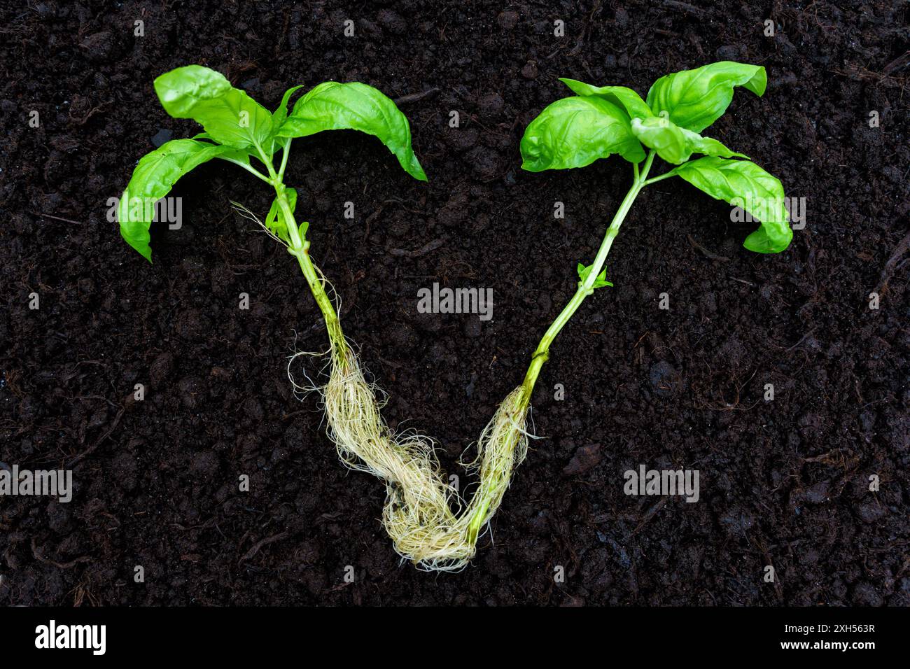 Two green plant seedlings with roots forming a V shape in dark soil ...