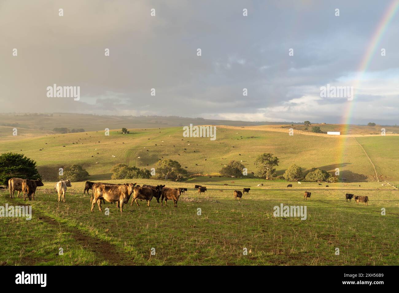 New zealand angus beef cow hi-res stock photography and images - Alamy