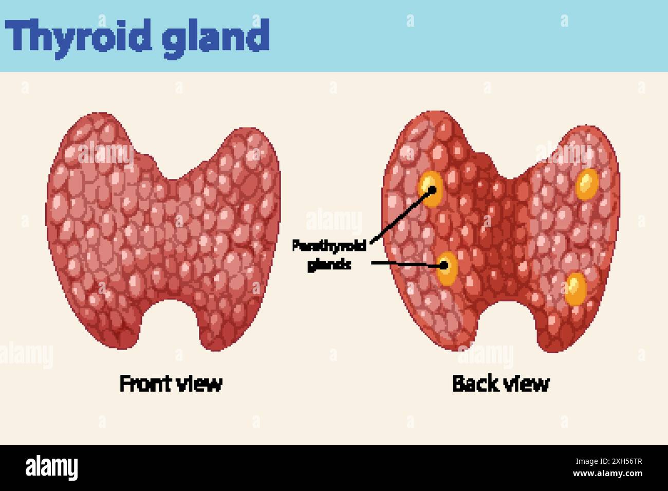 Parathyroid function Stock Vector Images - Alamy