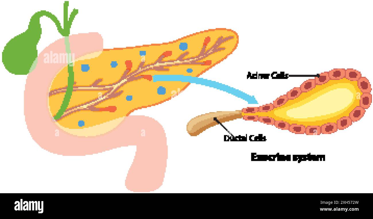 Histology endocrine Stock Vector Images - Alamy