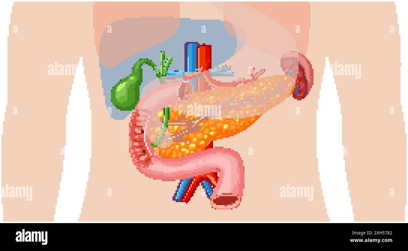 Detailed illustration of internal digestive organs Stock Vector Image ...