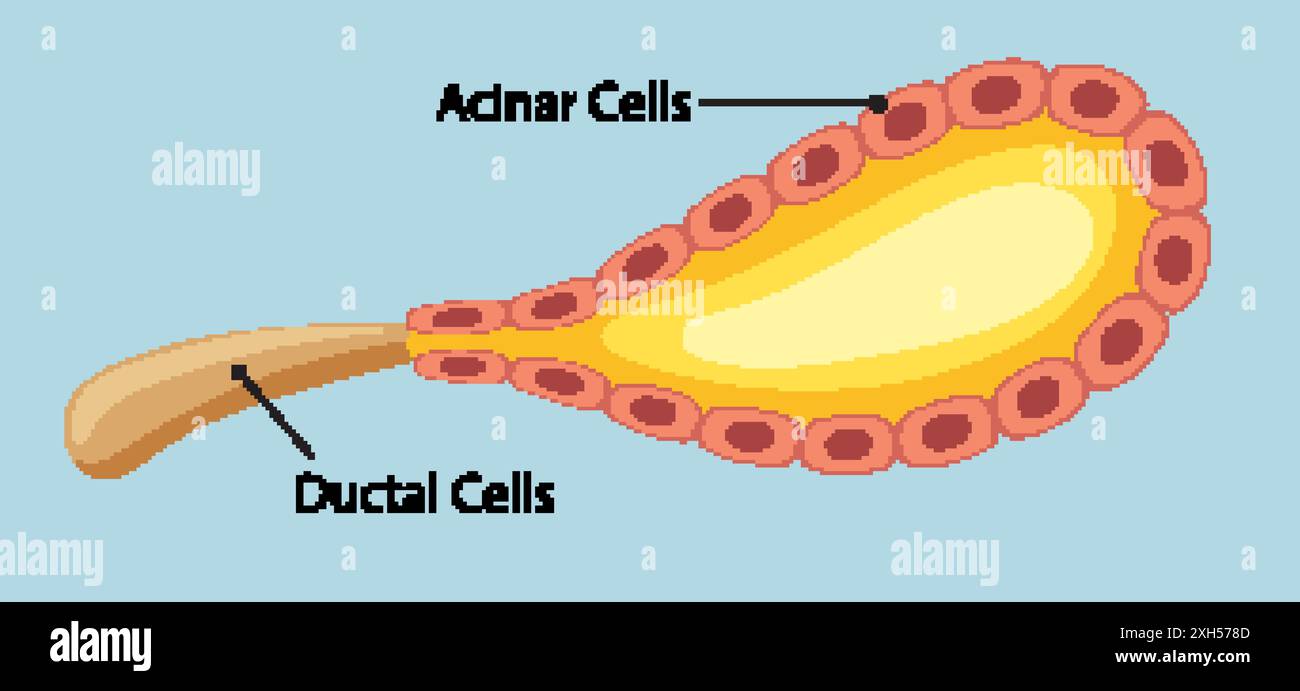Detailed view of acinar and ductal cells Stock Vector Image & Art - Alamy