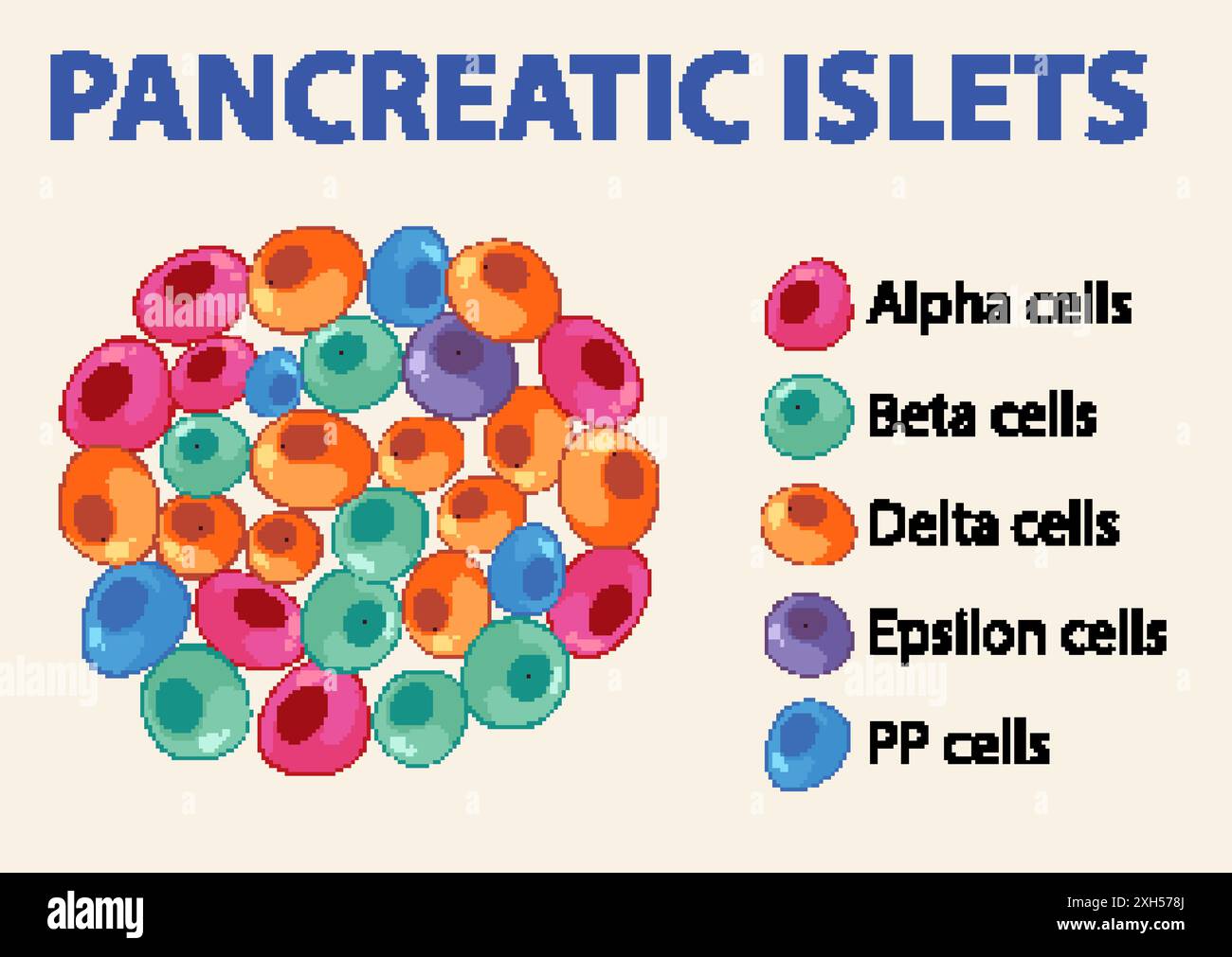 Illustration of different pancreatic islet cells Stock Vector Image ... Illustration of different pancreatic islet cells Stock Vector Image ...