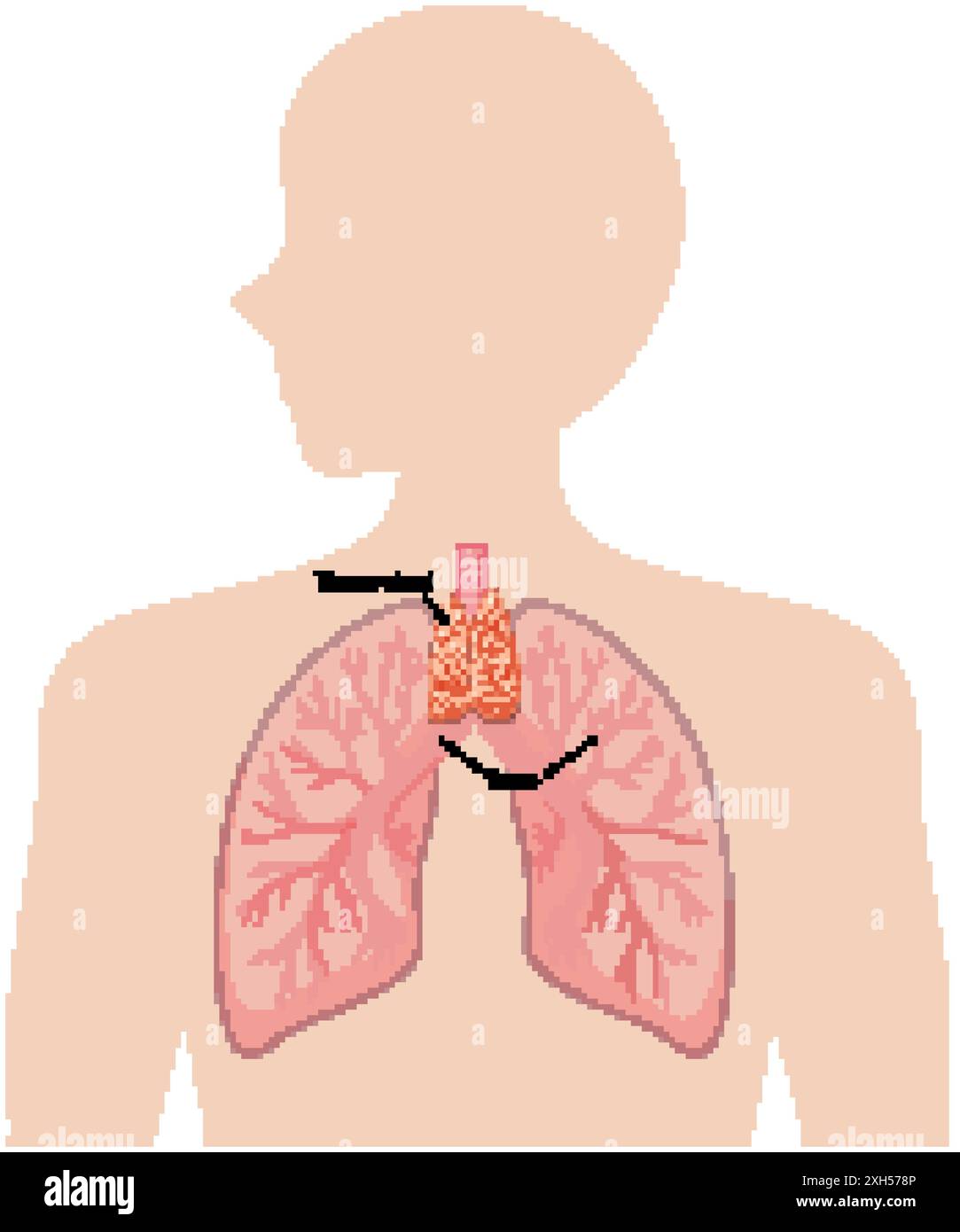 Thymus gland hi-res stock photography and images - Alamy