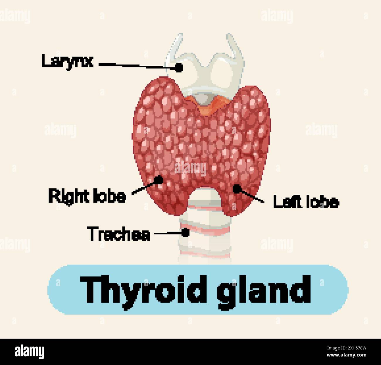 Thyroid gland sections hi-res stock photography and images - Alamy