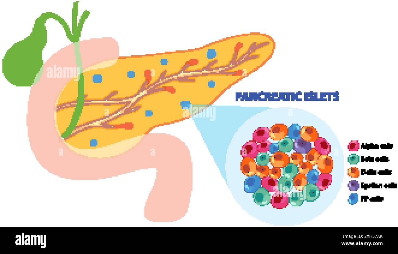 Illustration of pancreatic islets and cell types Stock Vector Image ...