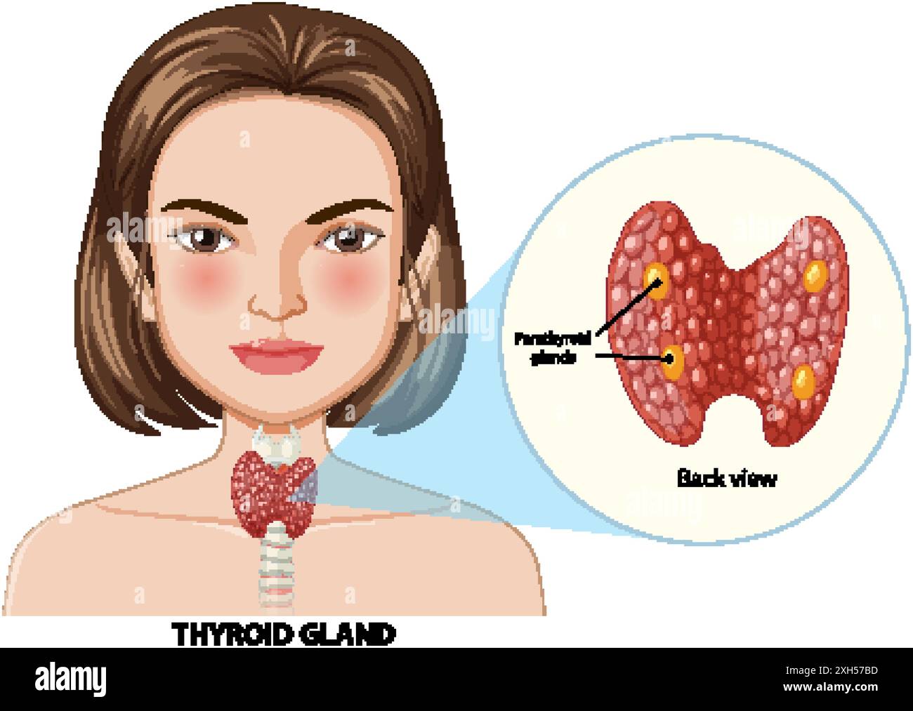 Detailed view of thyroid and parathyroid glands Stock Vector Image ...