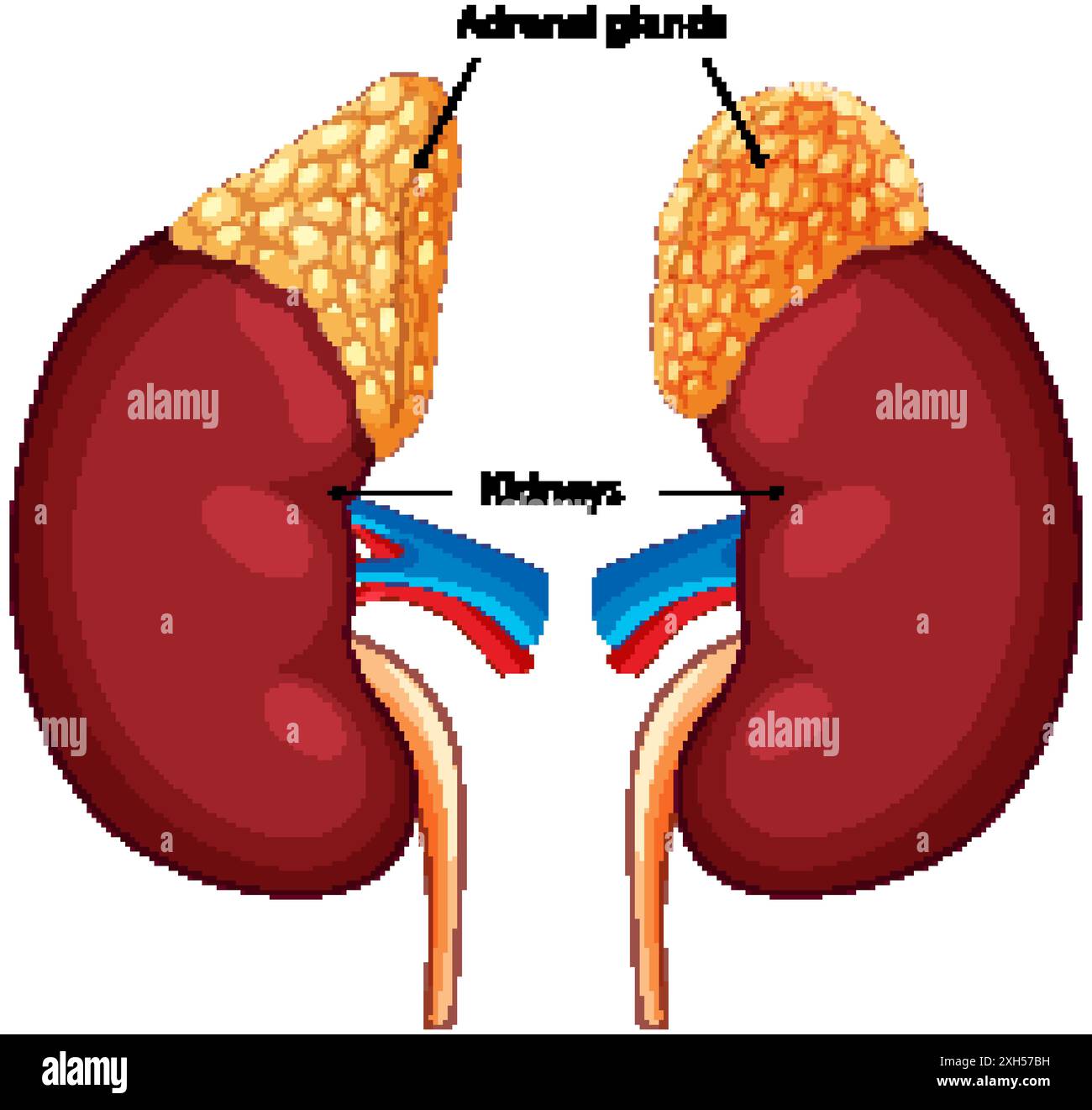 Illustration of kidneys and adrenal glands anatomy Stock Vector Image ...