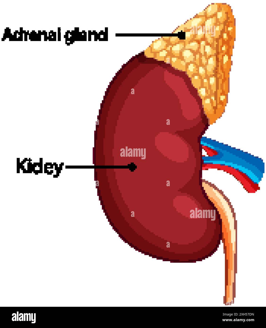 Illustration of kidney and adrenal gland anatomy Stock Vector Image ...