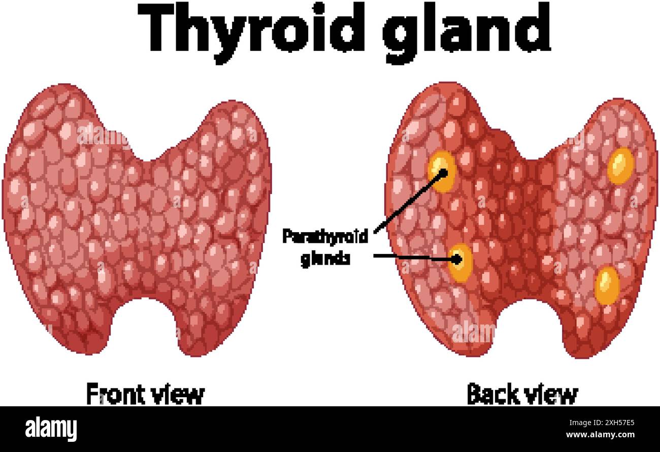 Detailed front and back views of thyroid gland Stock Vector Image & Art ...