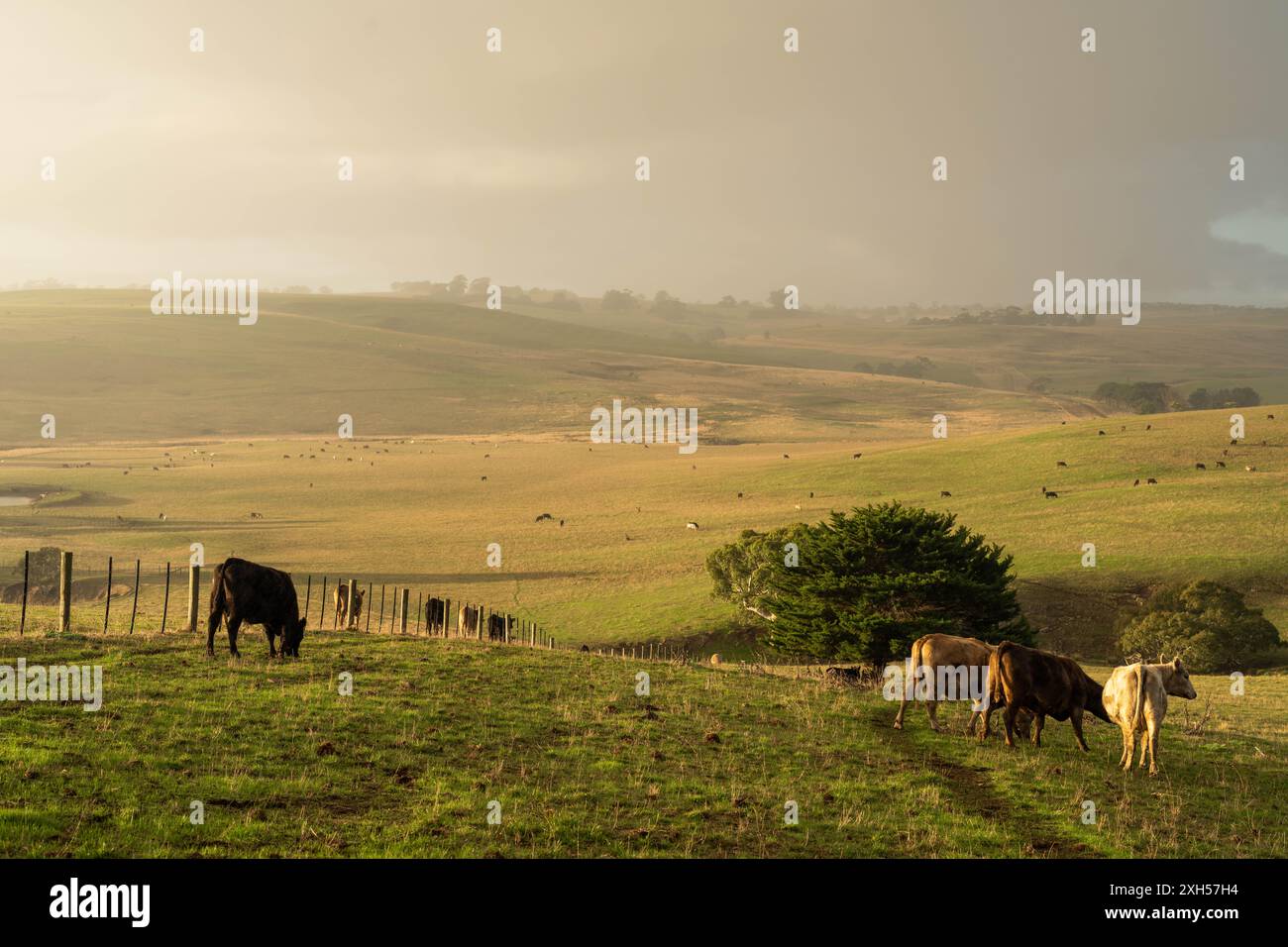 Sustainable Livestock Farming in Australia: Regenerative Practices for ...