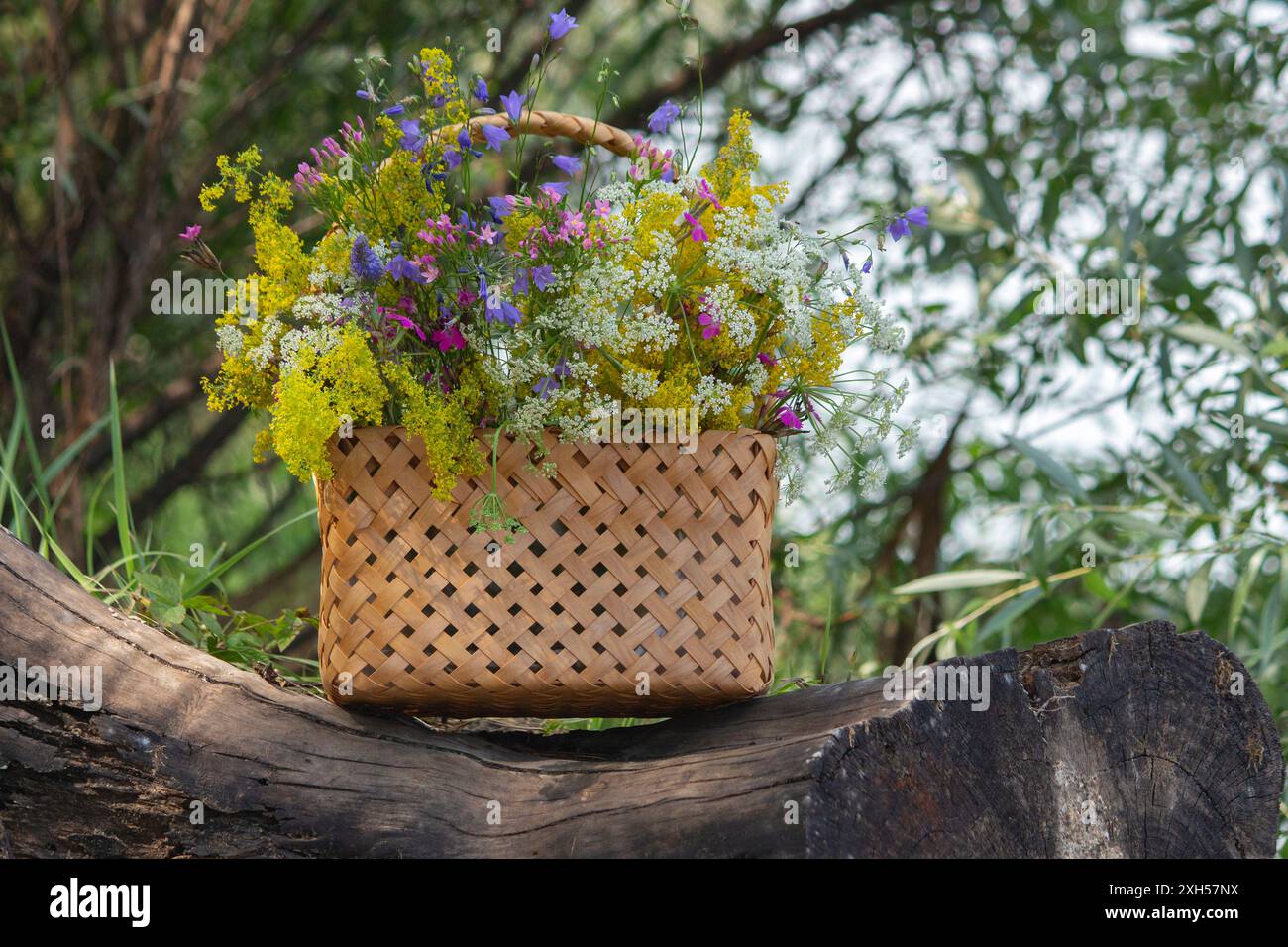 Air plant basket hi-res stock photography and images - Alamy