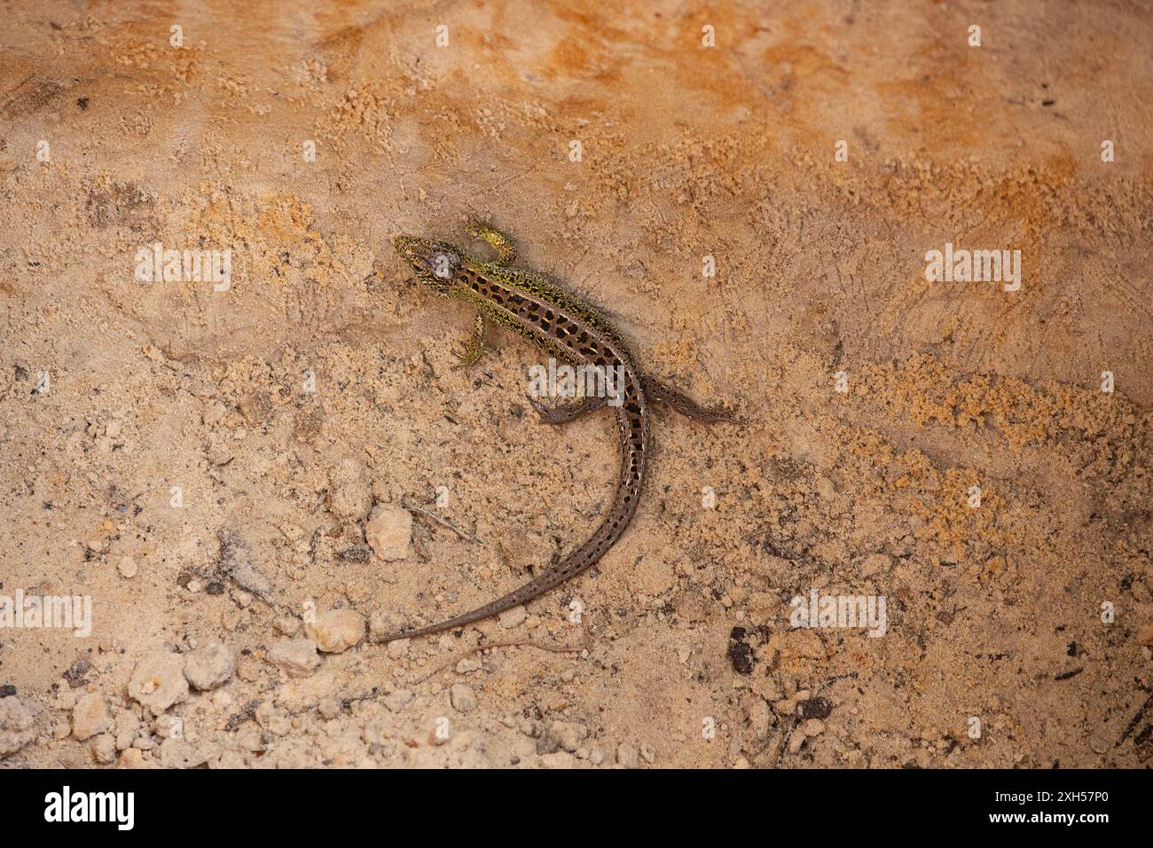 Male sand lizard on the ground close up Stock Photo - Alamy