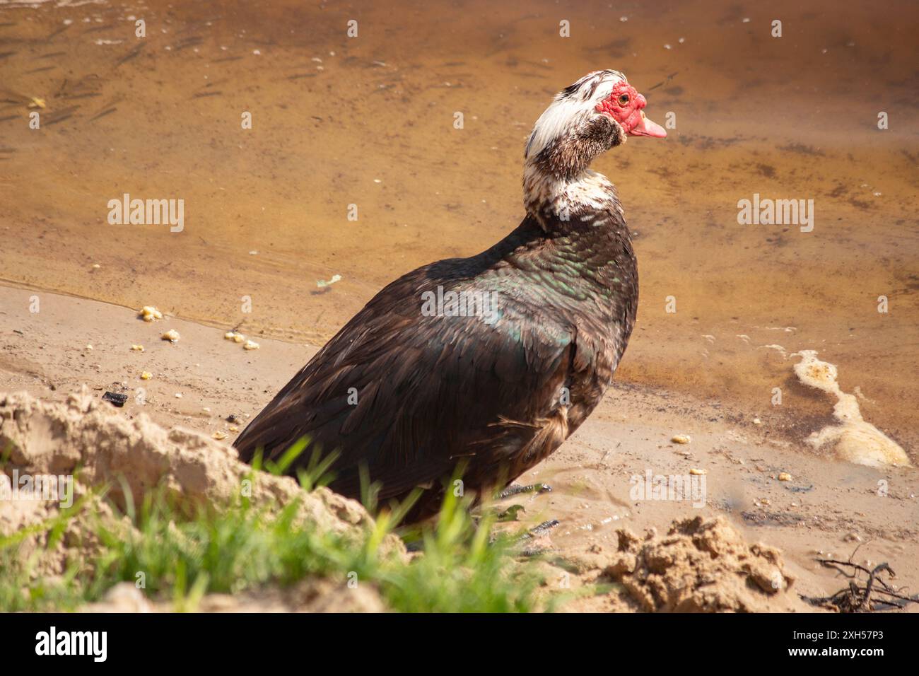 Male Musk duck on the river bank Stock Photo - Alamy