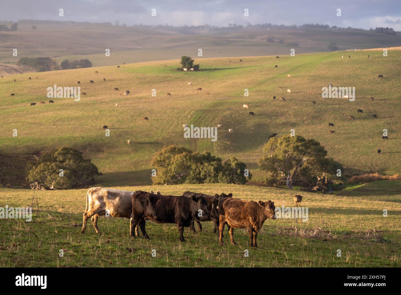 Beef cows and calves grazing on grass in a free range field, in ...