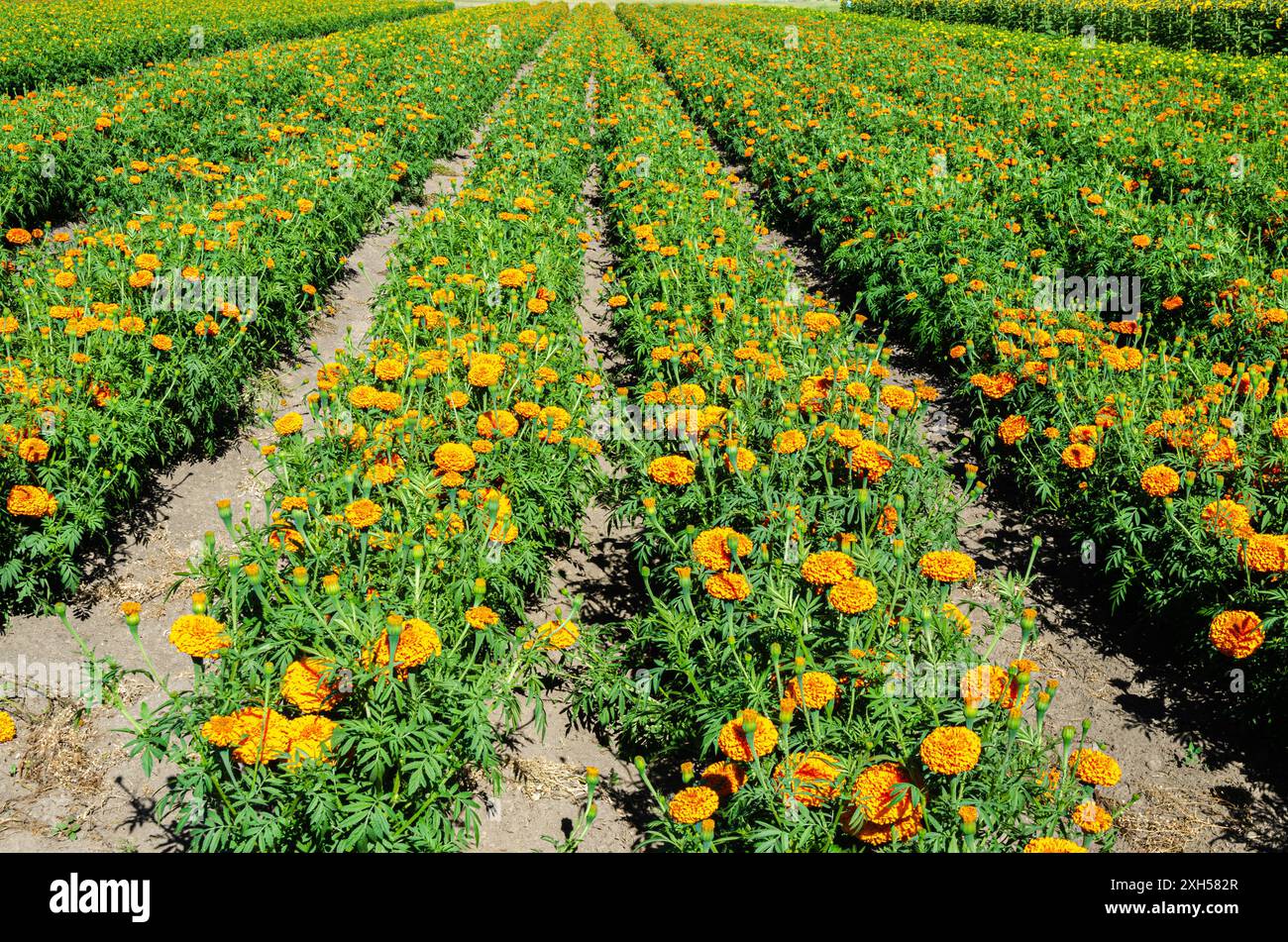 Marigold cultivation in a flower farm in the Fraser Valley, British ...
