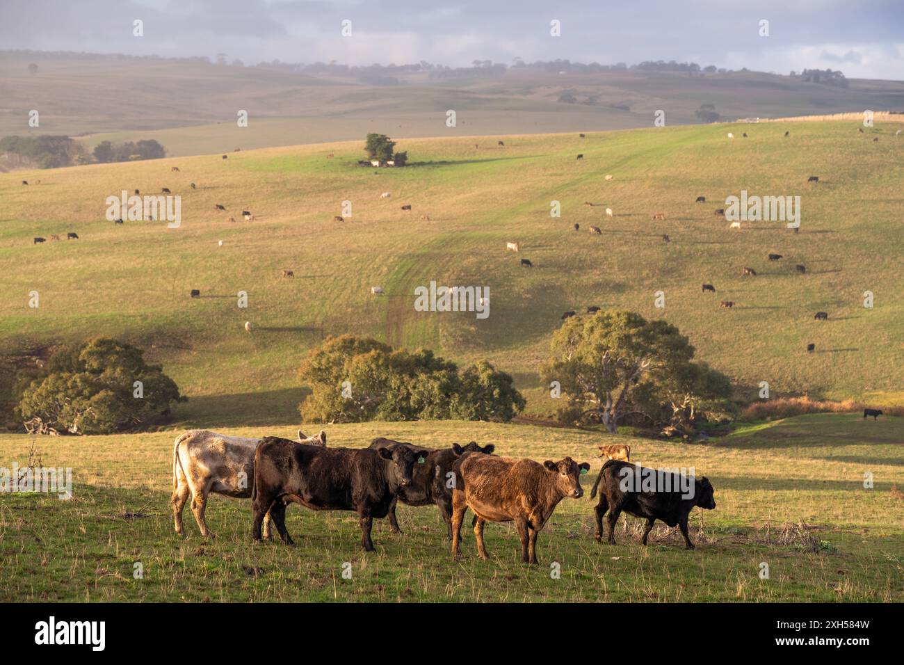 The Future of Livestock in Australian Agriculture: Sustainable Grazing ...