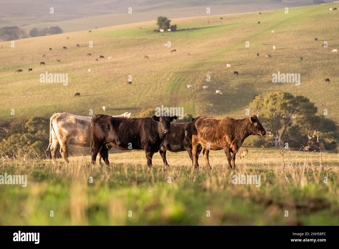Beef cows and calves grazing on grass in a free range field, in ...
