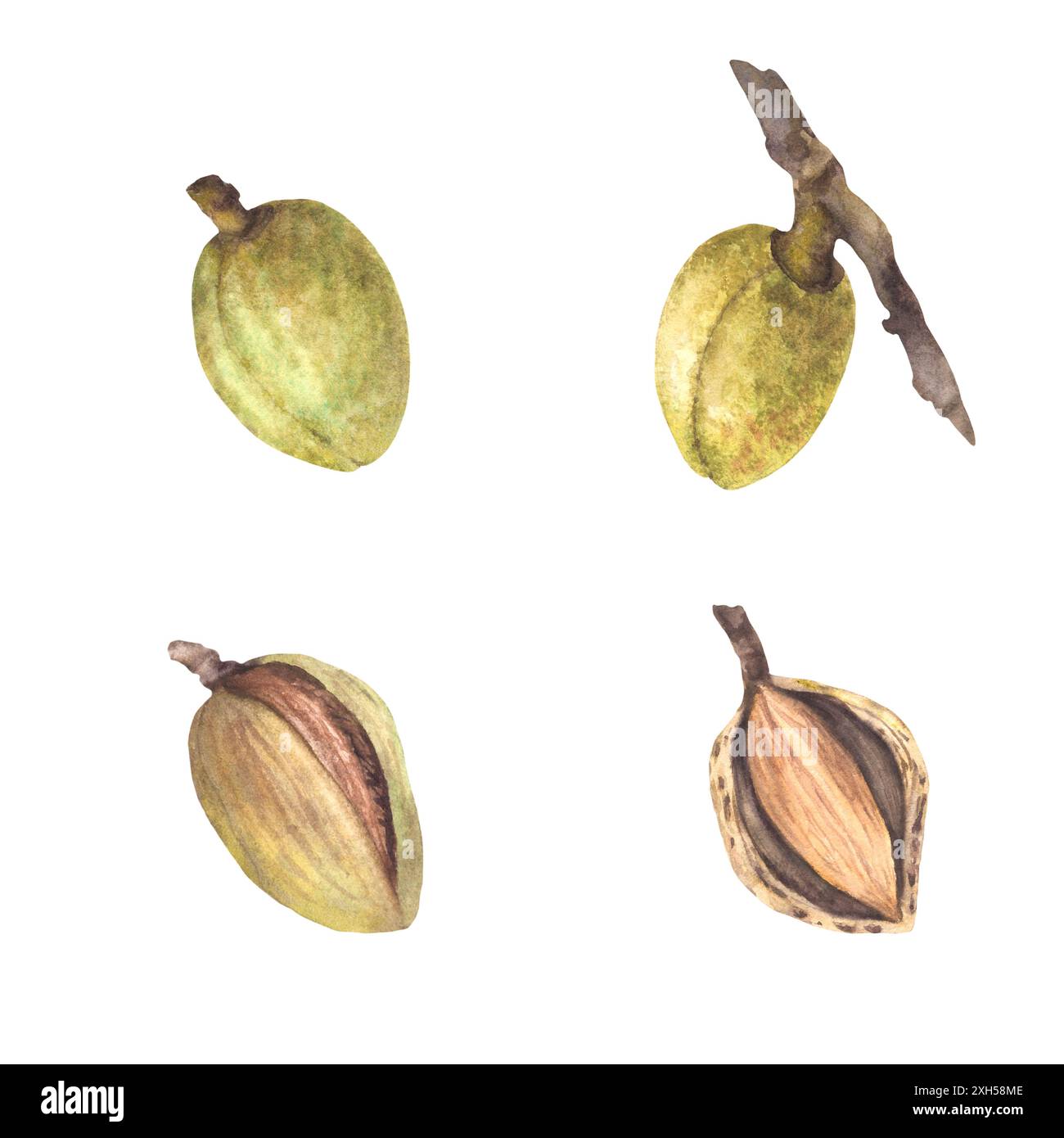 Green Almonds in the Shell Watercolor set of botanical illustrations ...