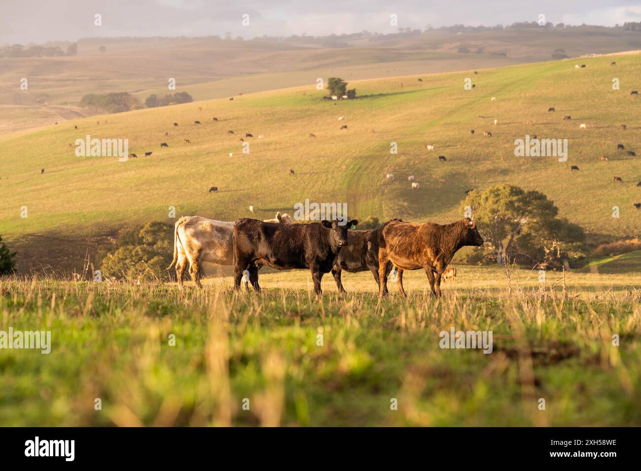 The Future Of Livestock In Australian Agriculture Sustainable Grazing