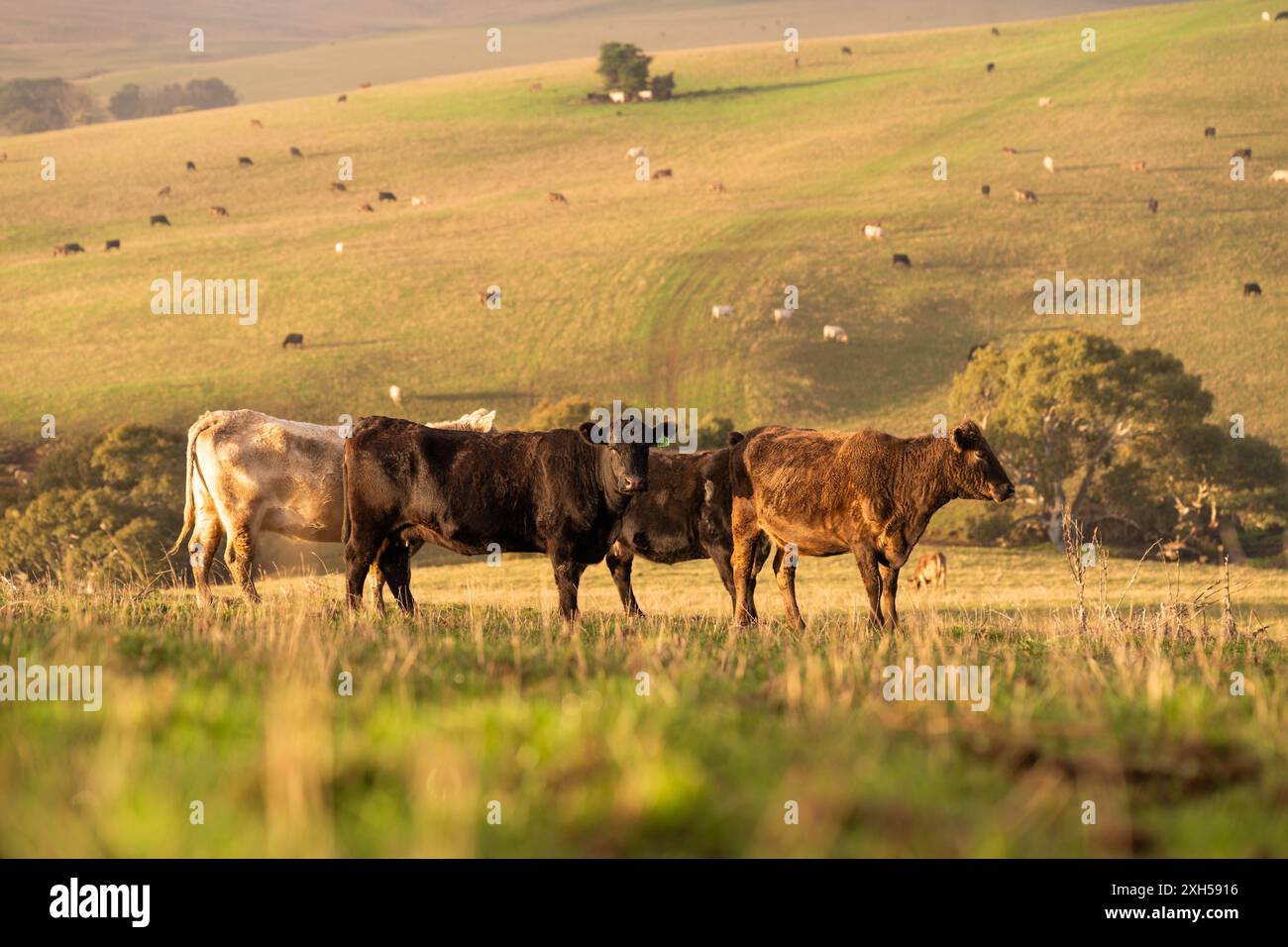 New zealand angus beef cow hi-res stock photography and images - Alamy