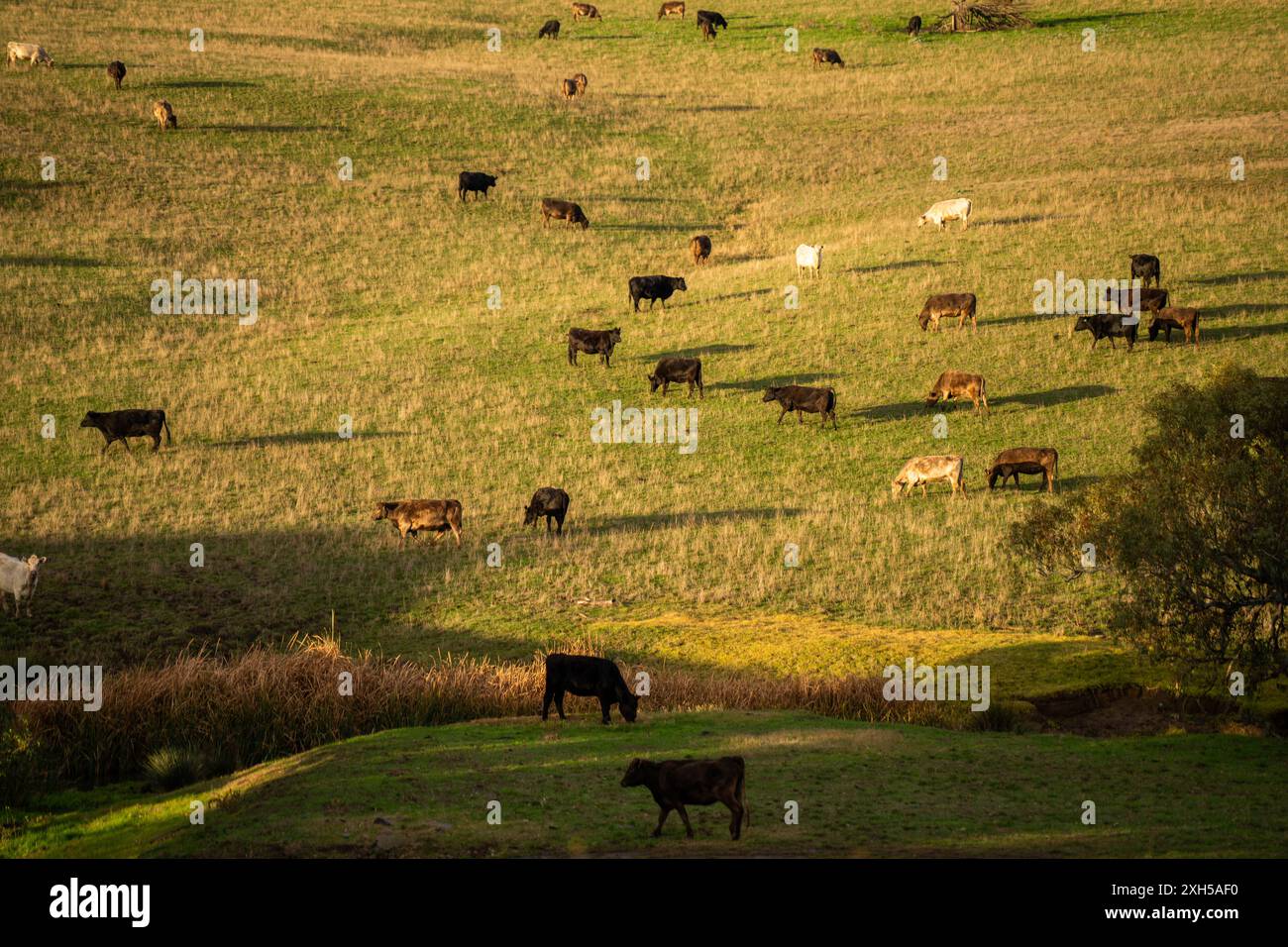 Beef cows and calves grazing on grass in a free range field, in ...