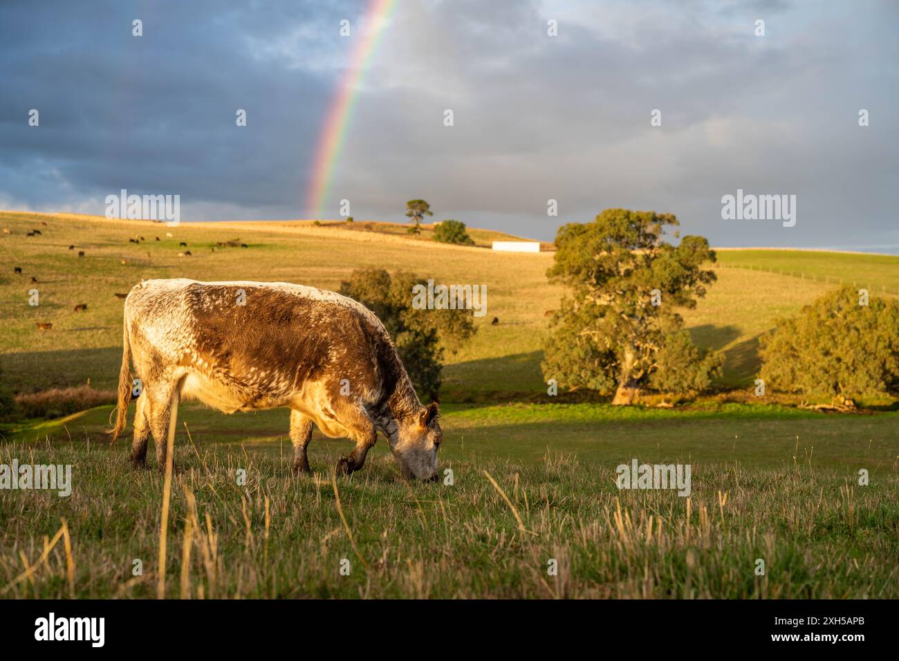 The Future of Livestock in Australian Agriculture: Sustainable Grazing ...