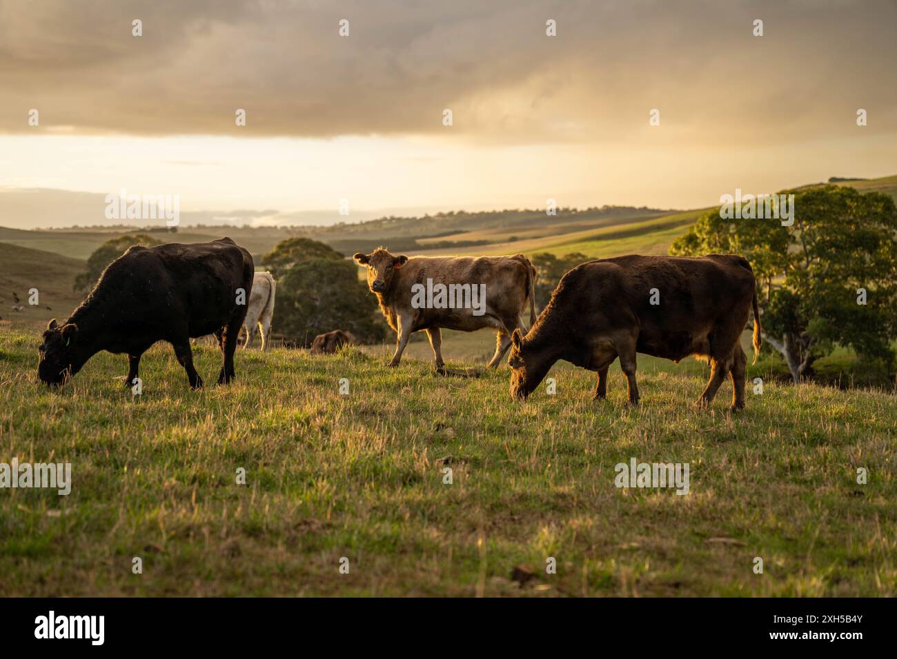 The Future Of Livestock In Australian Agriculture Sustainable Grazing
