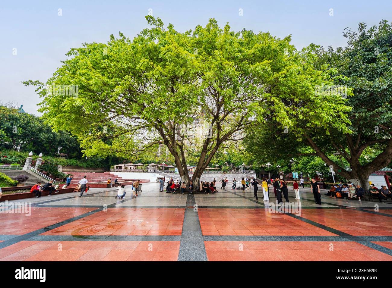 Large tree at the Great Hall of the People in Chongqing, China Stock ...