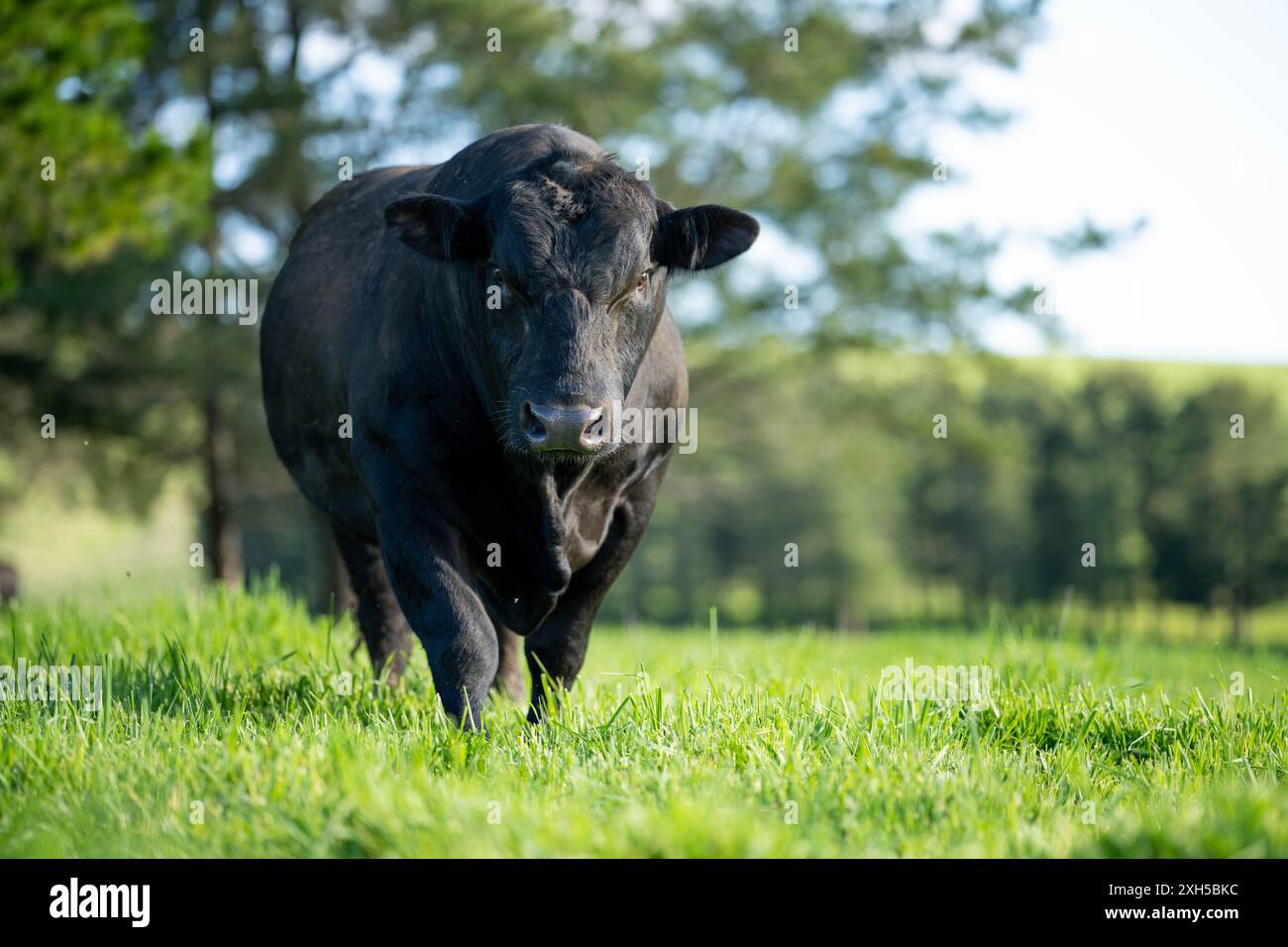 Beef cows and calves grazing on grass in a free range field, in ...