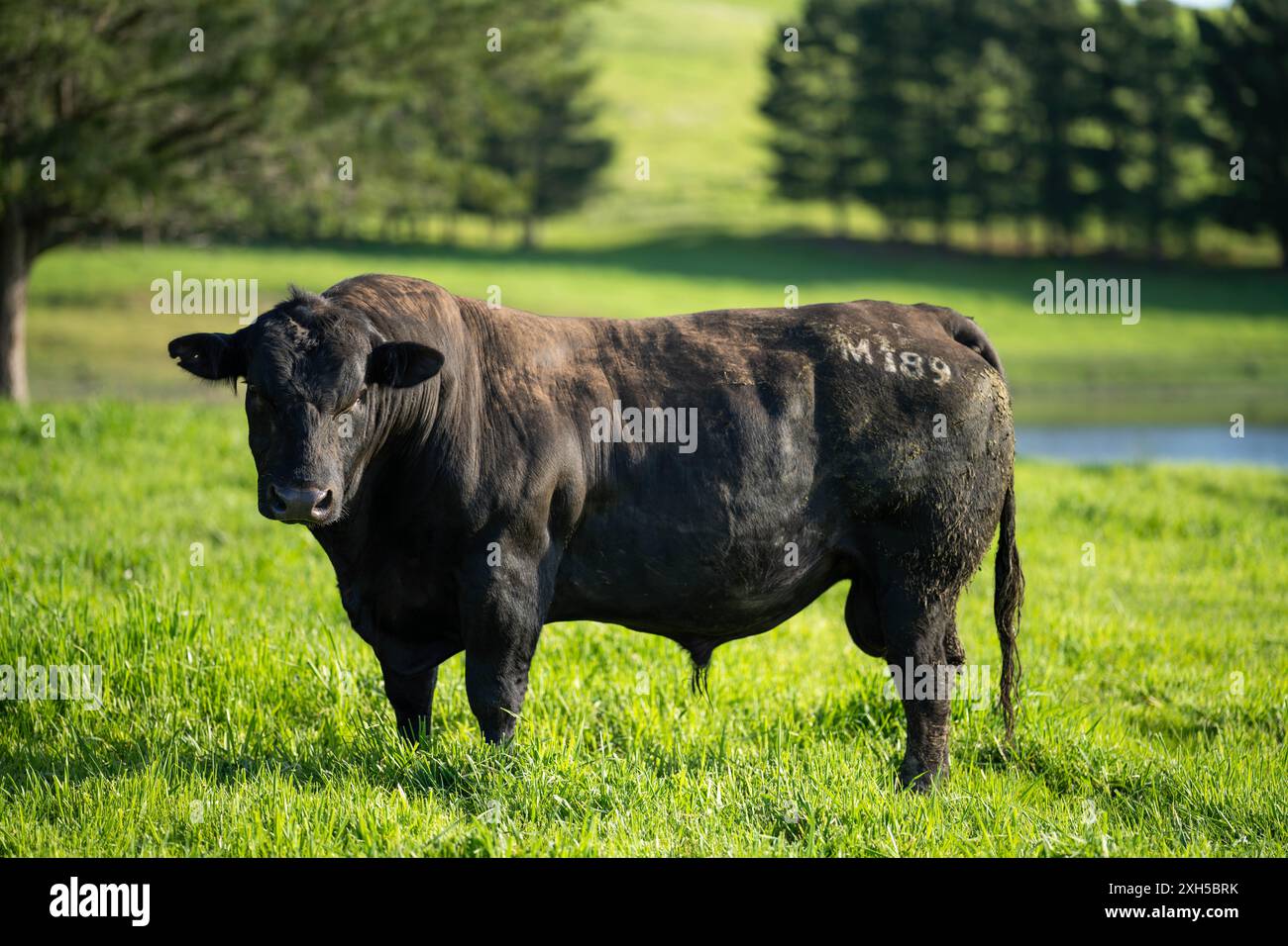 Beef cows and calves grazing on grass on a beef cattle farm in ...