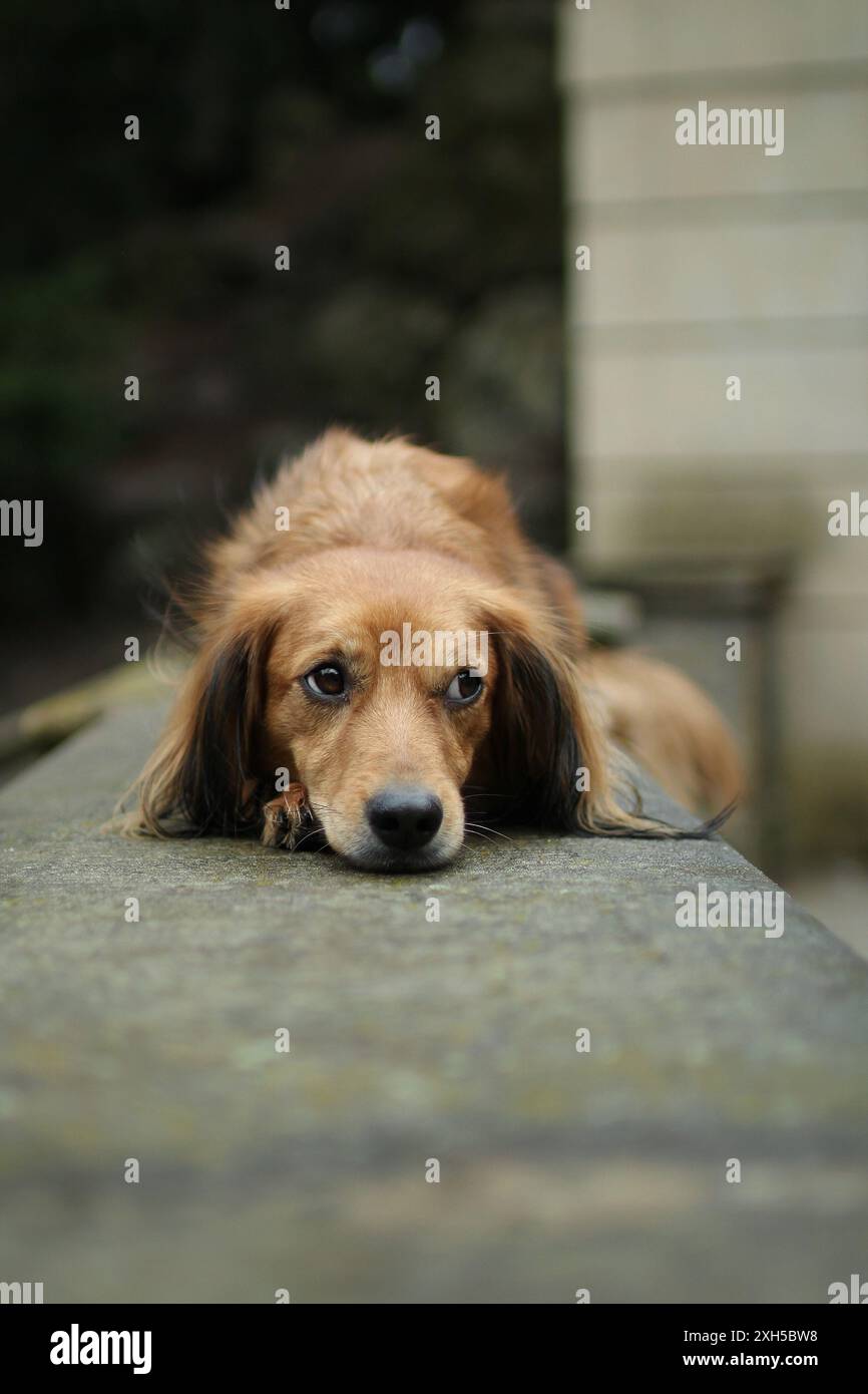 cute dog has his head down. He looks into the camera and waits for the ...