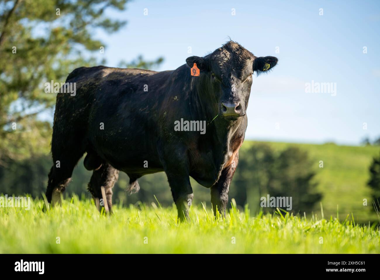 Beef cows and calves grazing on grass on a beef cattle farm in ...