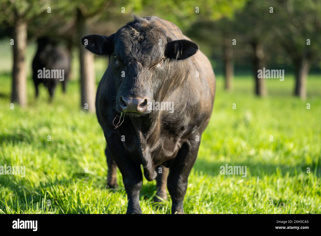 New zealand angus beef cow hi-res stock photography and images - Alamy