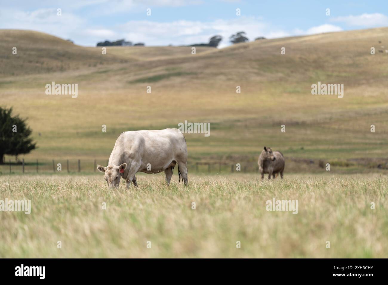 Beef cows and calves grazing on grass in a free range field, in ...